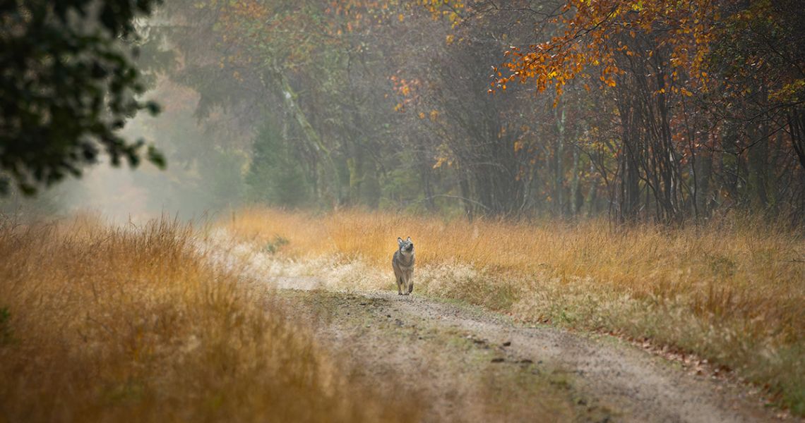 Portræt af den danske ulv | Dyrenes Beskyttelse